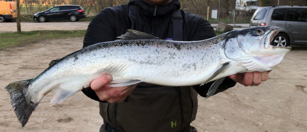 Aktuelle Meerforellenfänge November 2021 - Herbst - Meerforellensaison